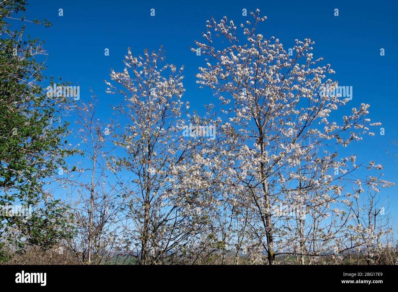 Blue cherry blossom trees hi-res stock photography and images - Alamy