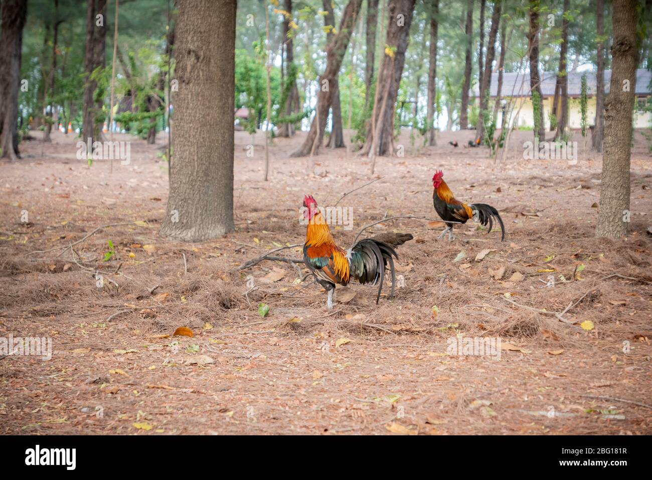 A few bantam chicken are seeking some ants to eat on the ground Stock ...