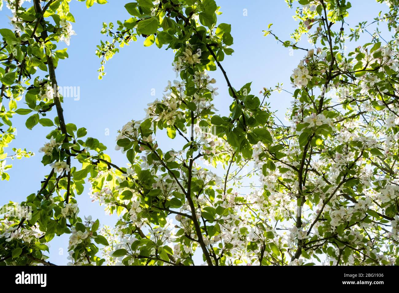 apple orchard in bloom in spring under the sun and blue sky Stock Photo ...