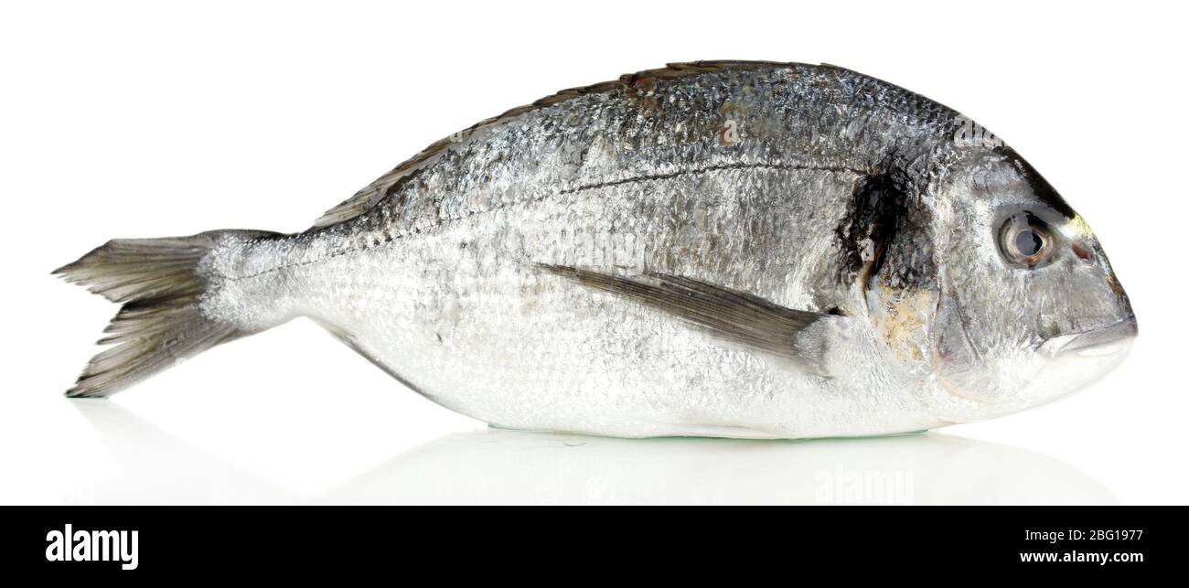 Dorado fish isolated on white Stock Photo - Alamy