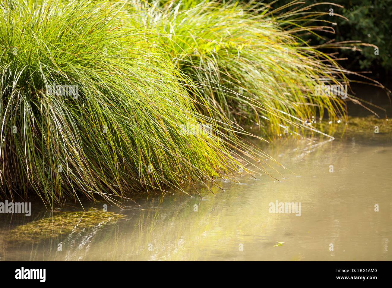 small wild stream with its free and green vegetation Stock Photo - Alamy