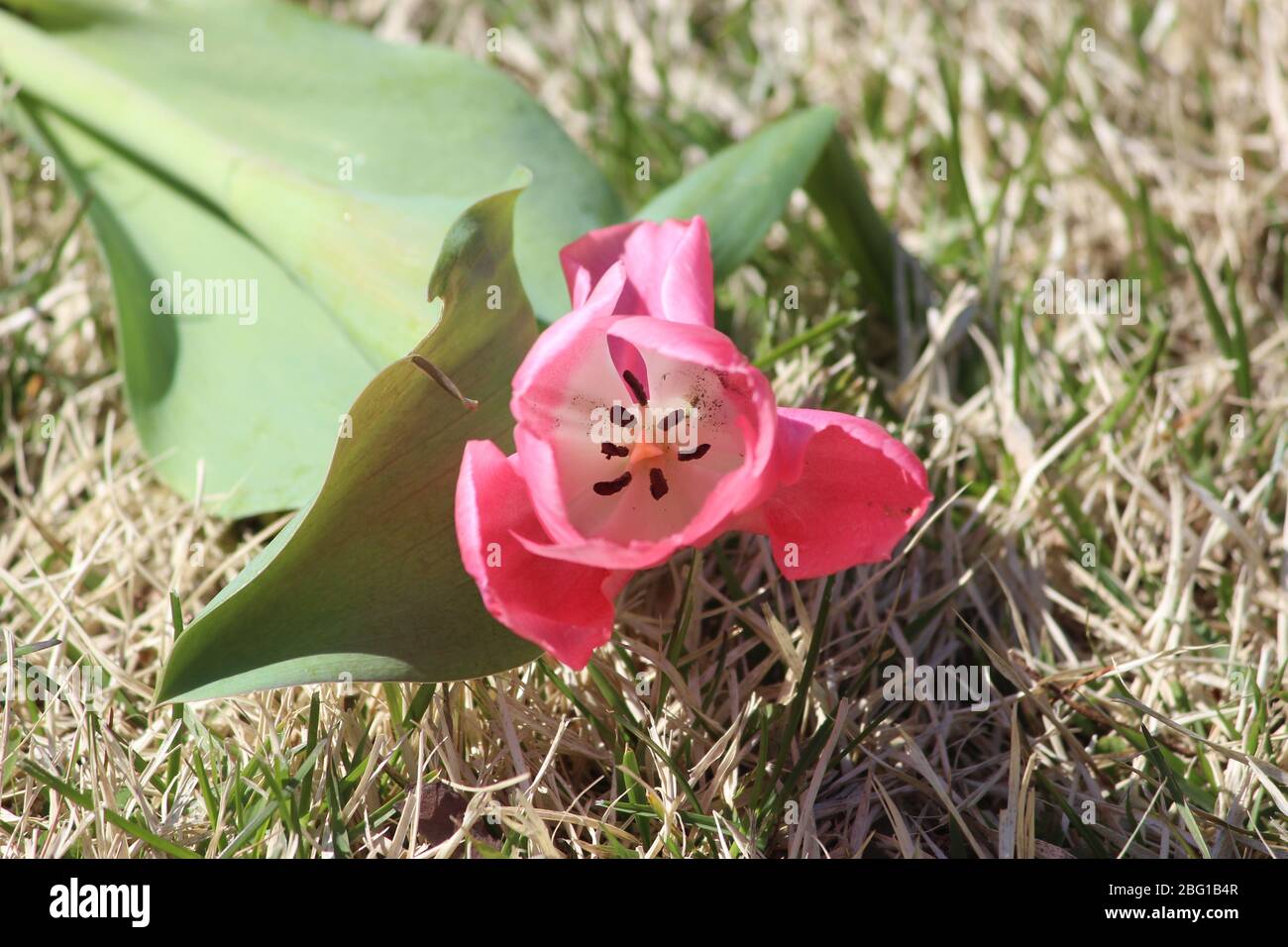 Pink tulip on the ground Stock Photo - Alamy