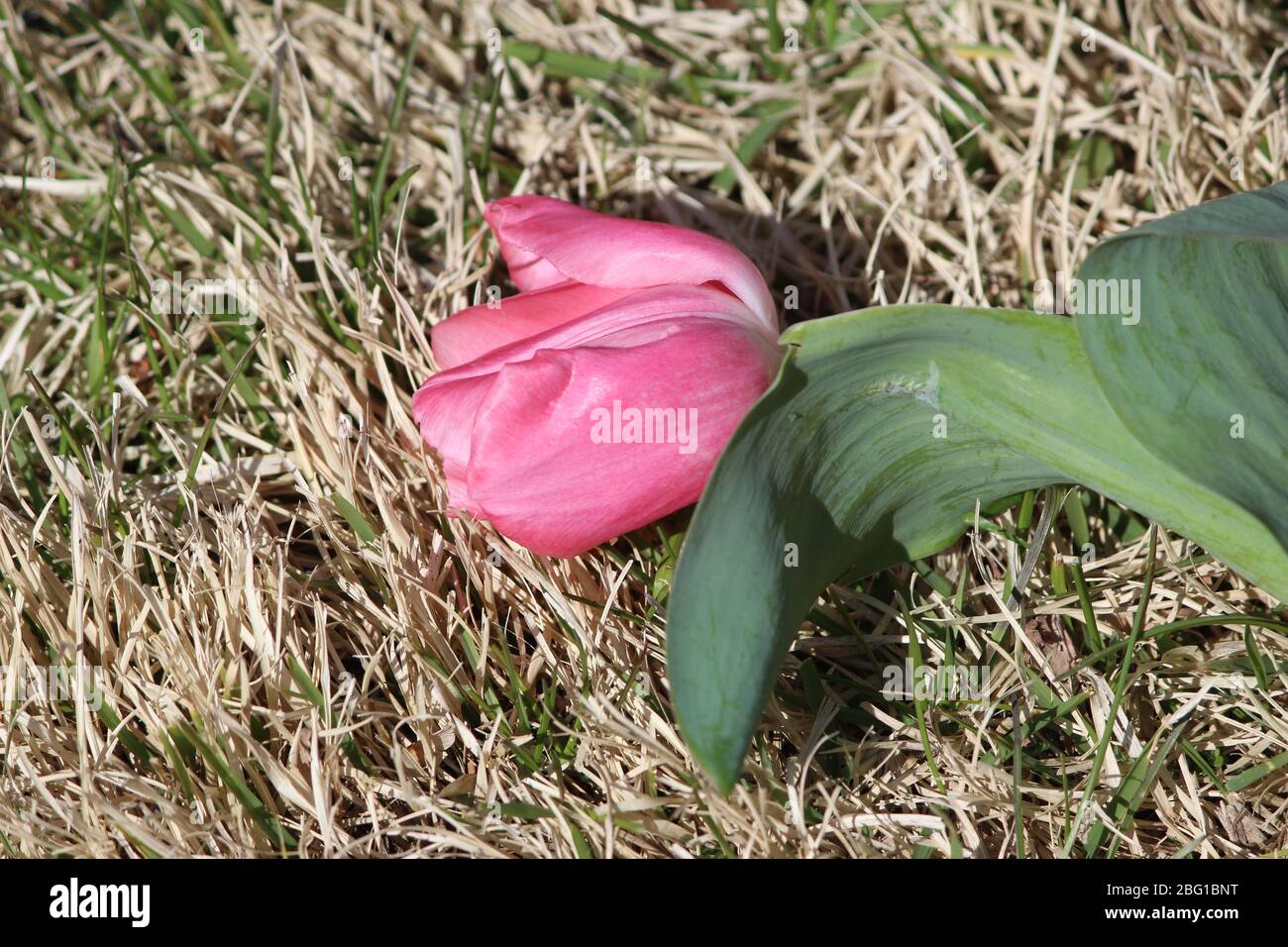 Pink tulip laying on the ground Stock Photo - Alamy