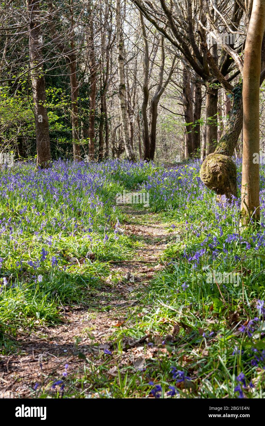 Bluebell in forest hi-res stock photography and images - Alamy
