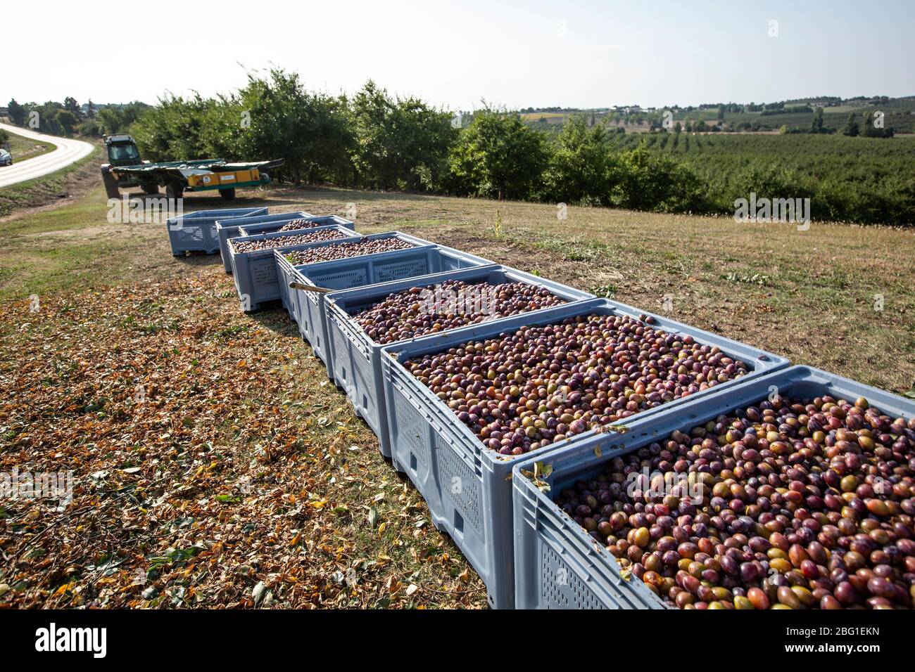 Plum farming in the agricultural region Lot-et-Garonne, which accounts ...