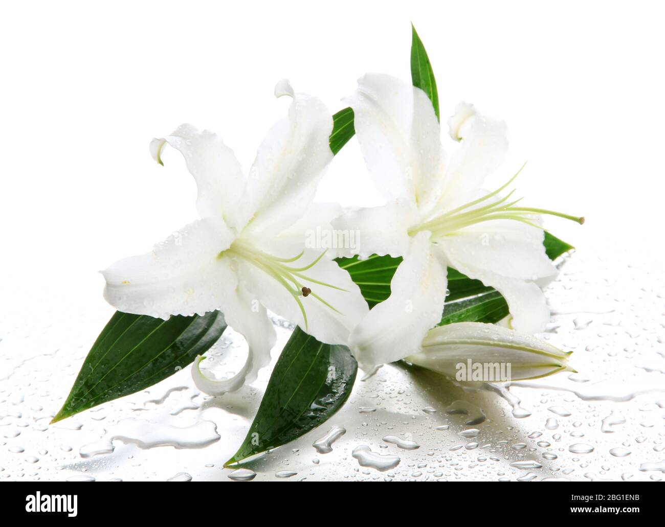 Beautiful lily, isolated on white Stock Photo - Alamy