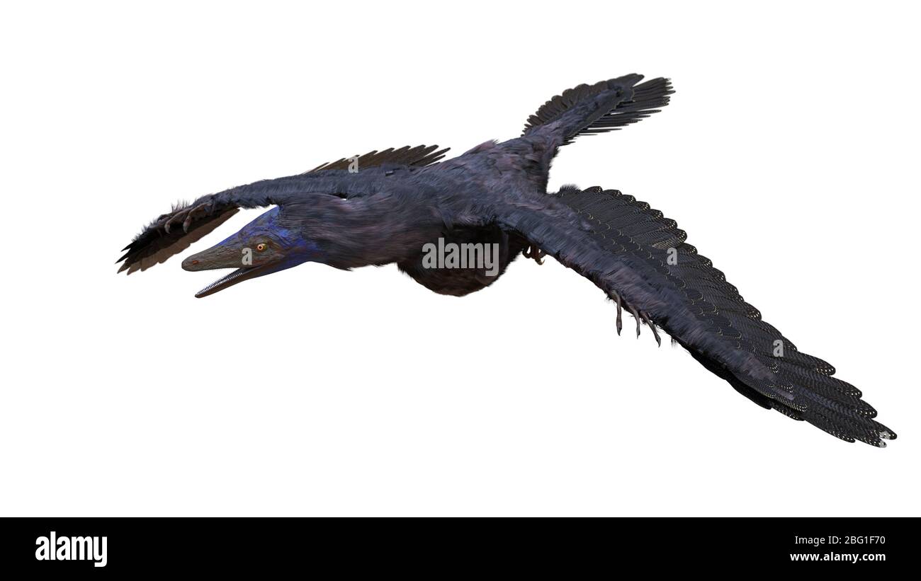 Dinosaur of the late jurassic bird hi-res stock photography and images ...