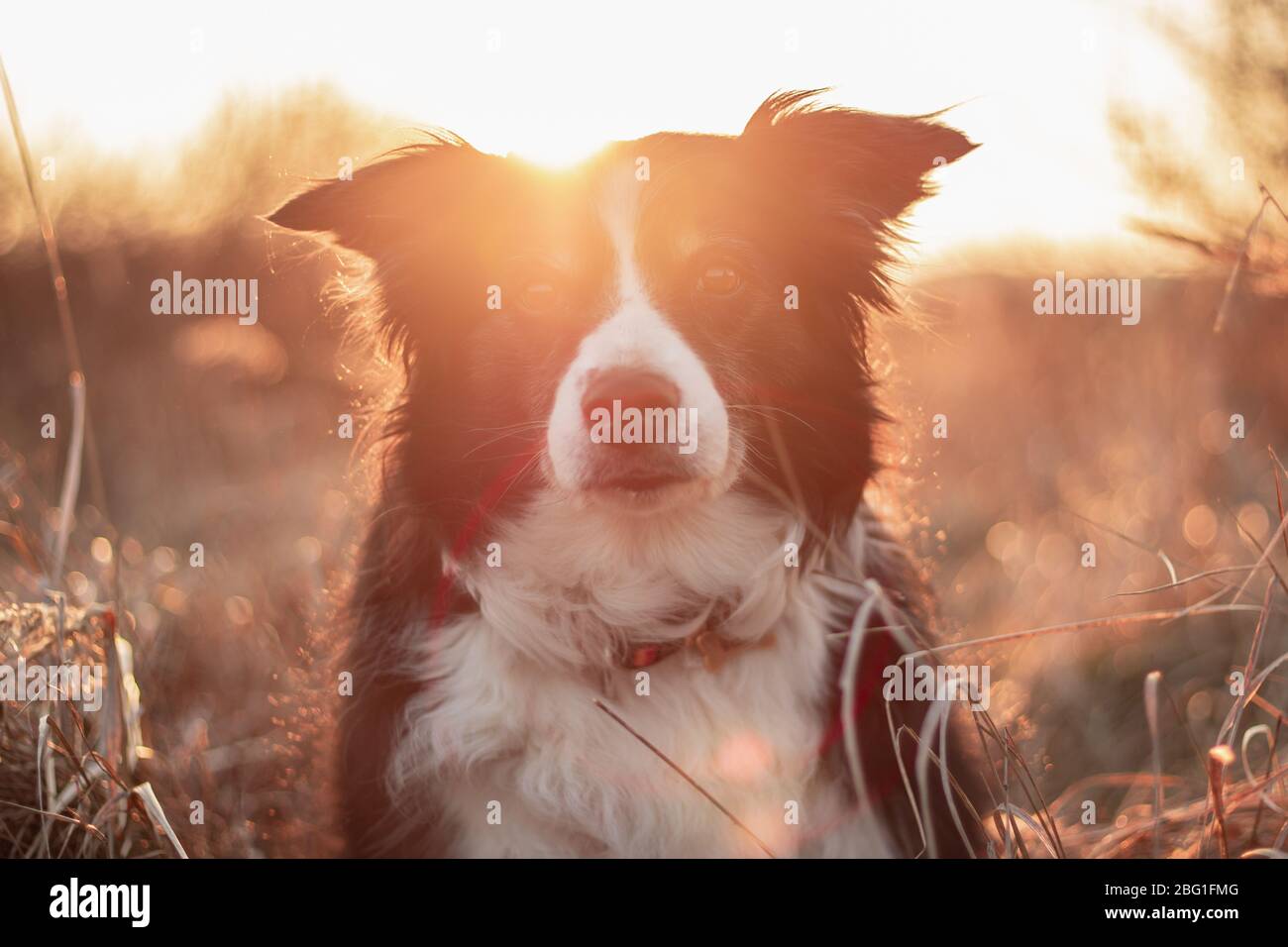 Black and White Border Collie Poses for Portrait Outdoors in ...