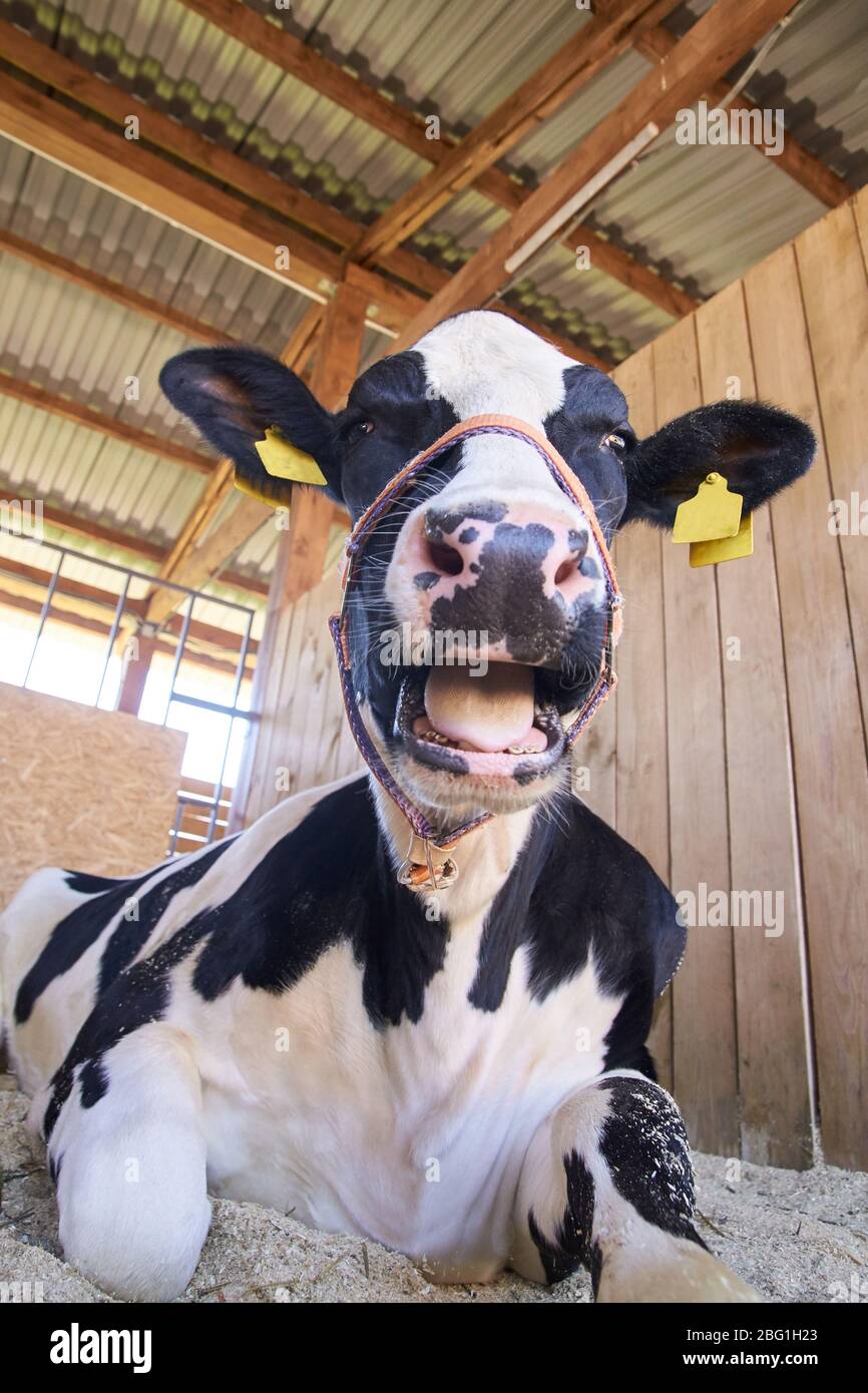 Sick cow hi-res stock photography and images - Alamy