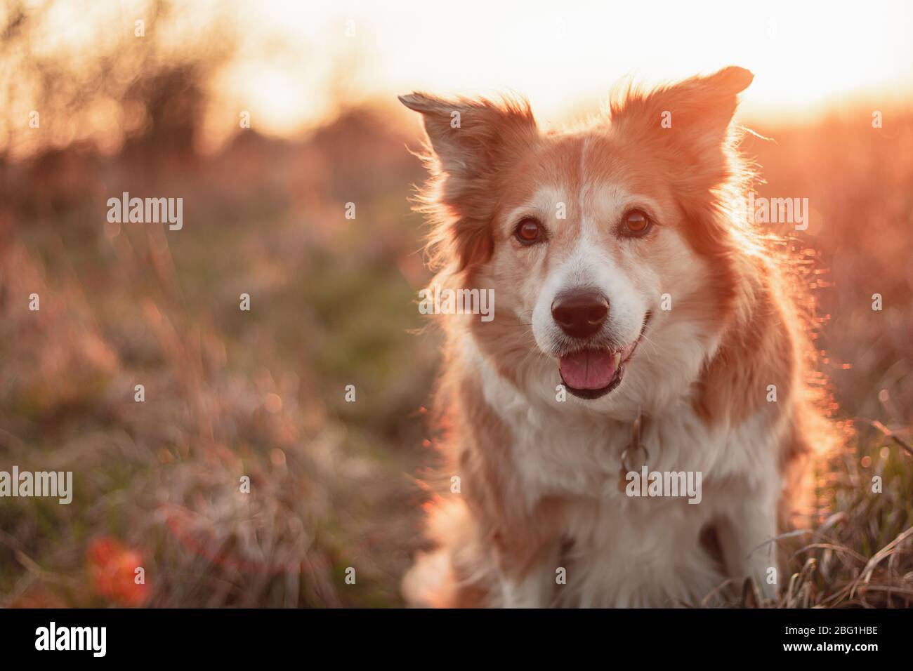 brown border collie at sunset light Stock Photo - Alamy