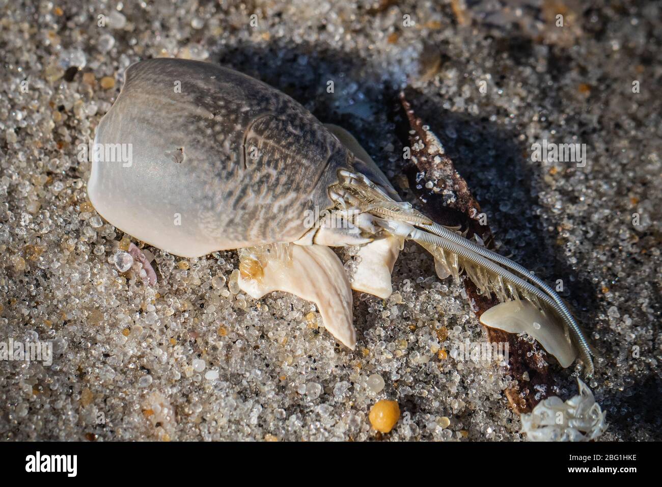 Flotsam beachcombing hi-res stock photography and images - Alamy