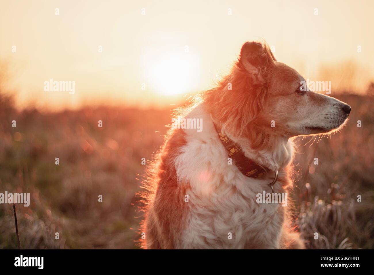 brown border collie at sunset light Stock Photo - Alamy
