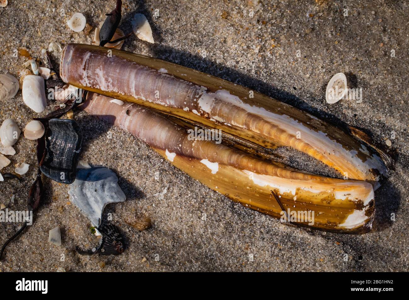 Still life shot of a razor clam shell and other fragments and small ...