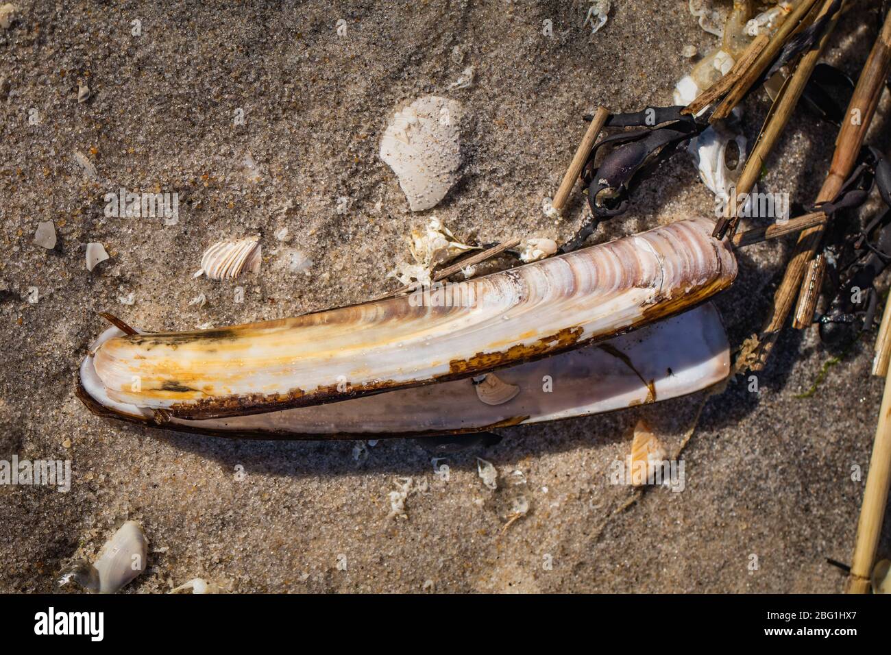 Flotsam Beachcombing High Resolution Stock Photography and Images - Alamy