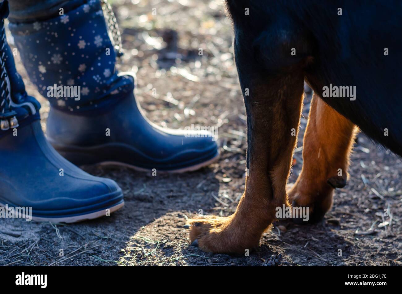 Close Up Rottweiler Puppy High Resolution Stock Photography and Images ...