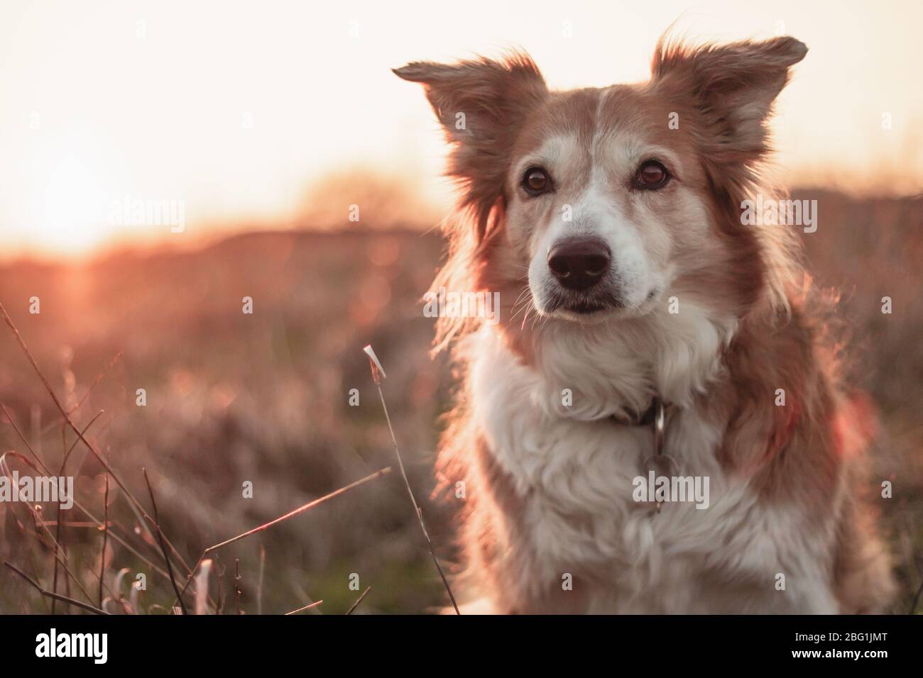brown border collie at sunset light Stock Photo - Alamy