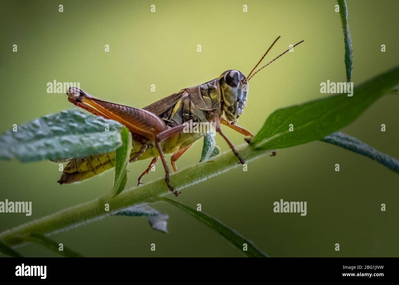 Grasshopper in natural surroundings hi-res stock photography and images ...