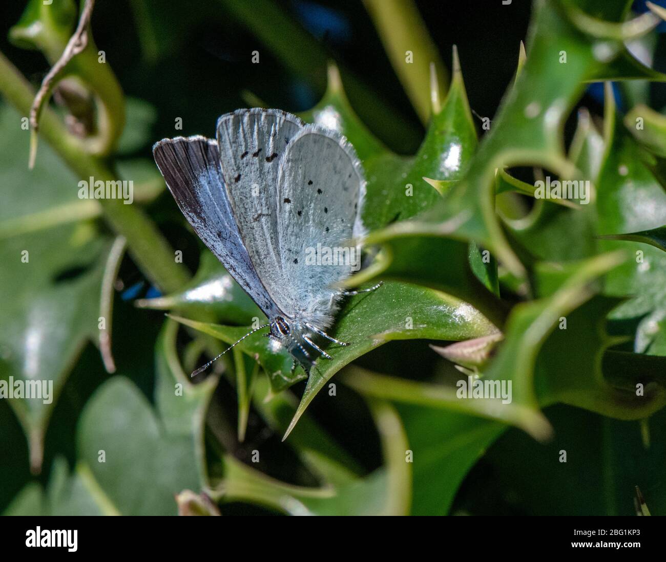 Blue butterfly and leaf hi-res stock photography and images - Alamy