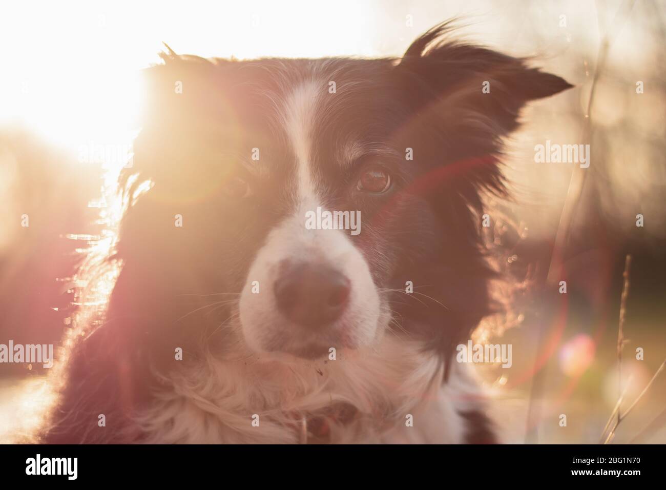 Black and White Border Collie Poses for Portrait Outdoors in ...