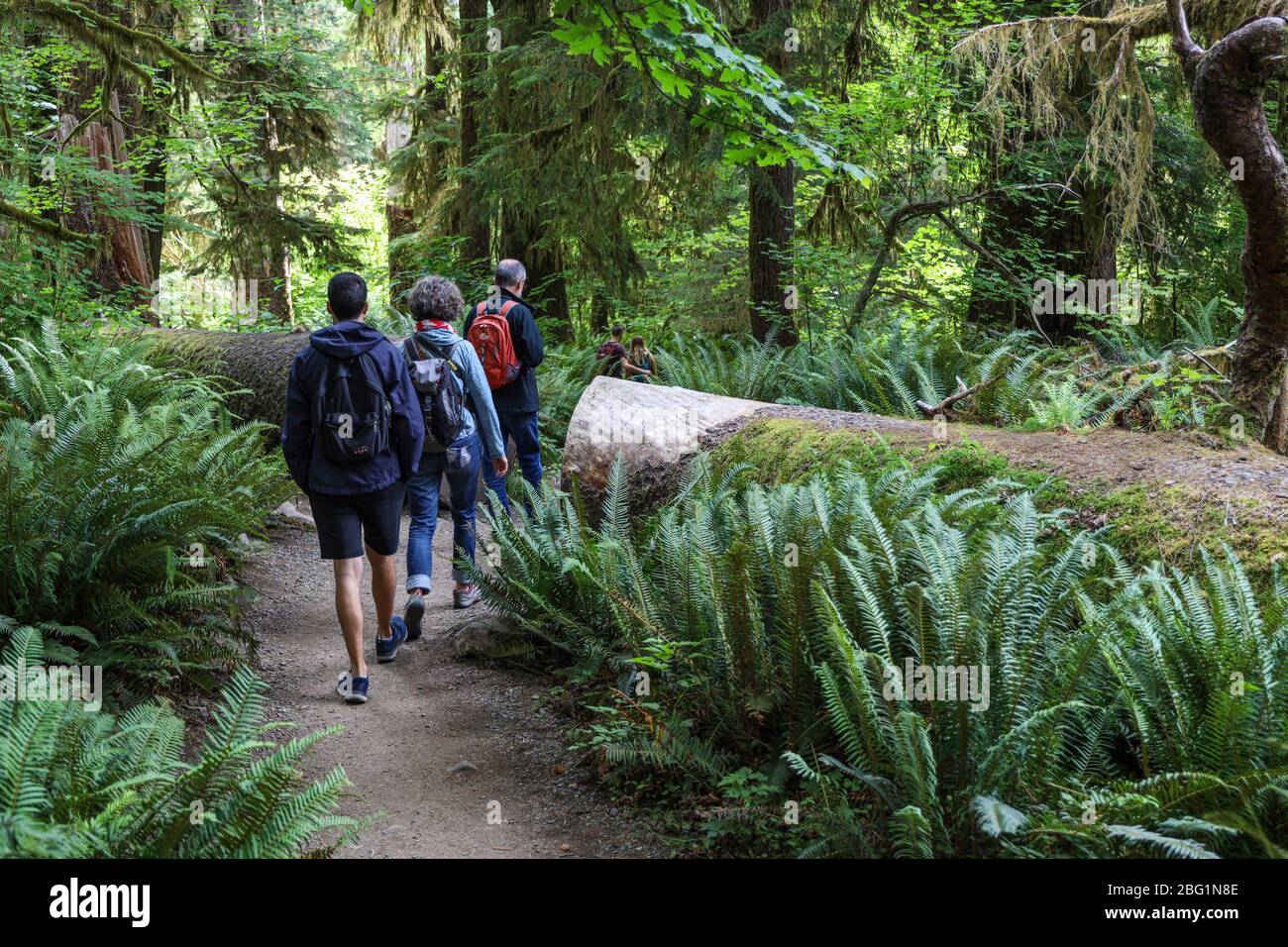 Tree rings count age tree hi-res stock photography and images - Alamy