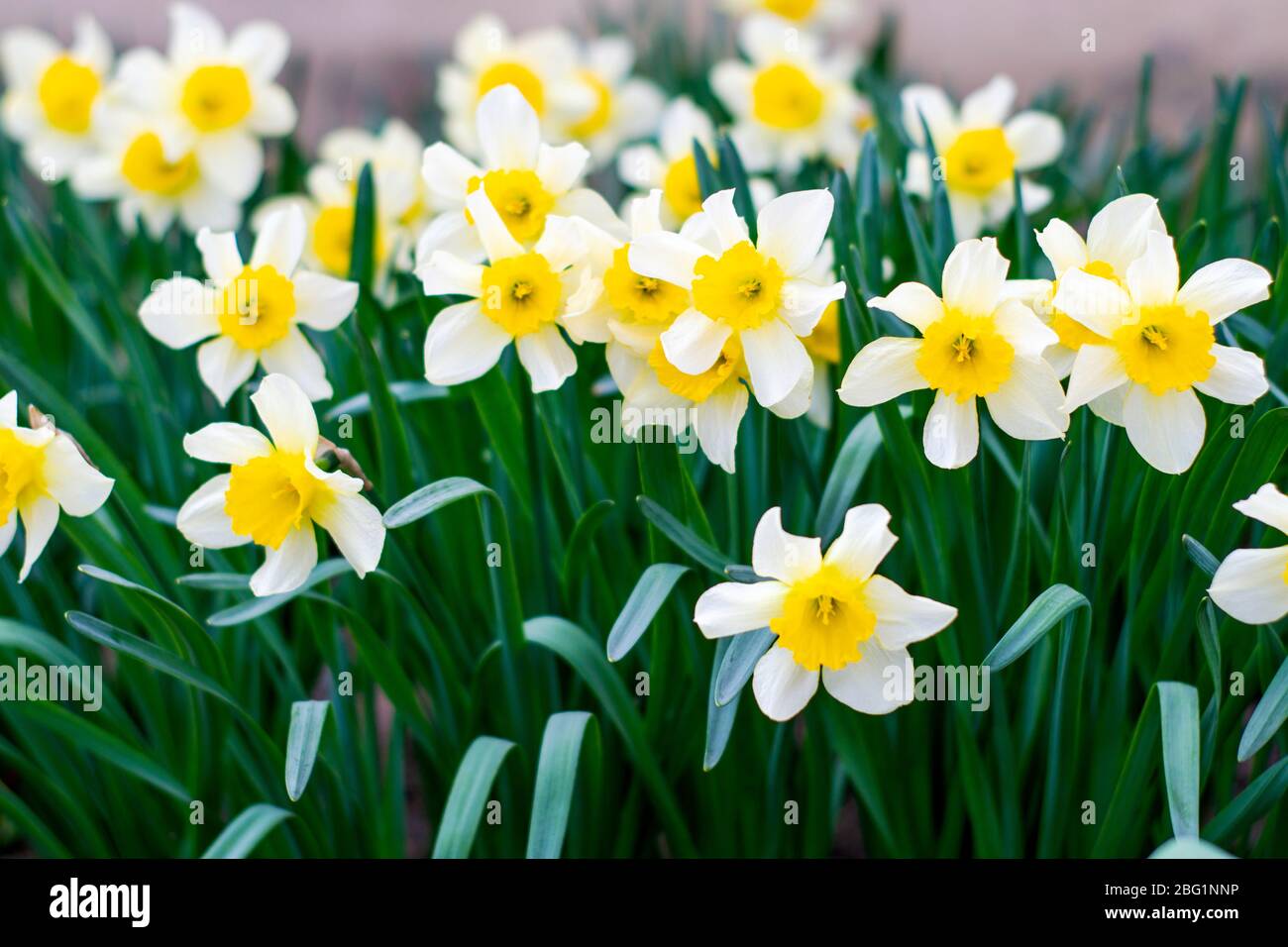 blooming yellow gladioli with green foliage for backdrop backdrop Stock ...