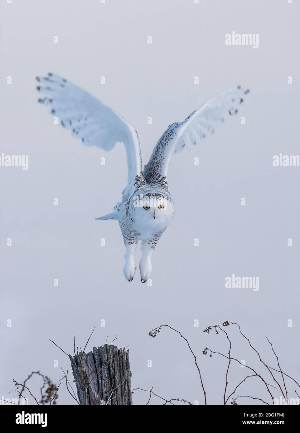 Snowy owl taking off in flight hunting over a snow covered field in ...