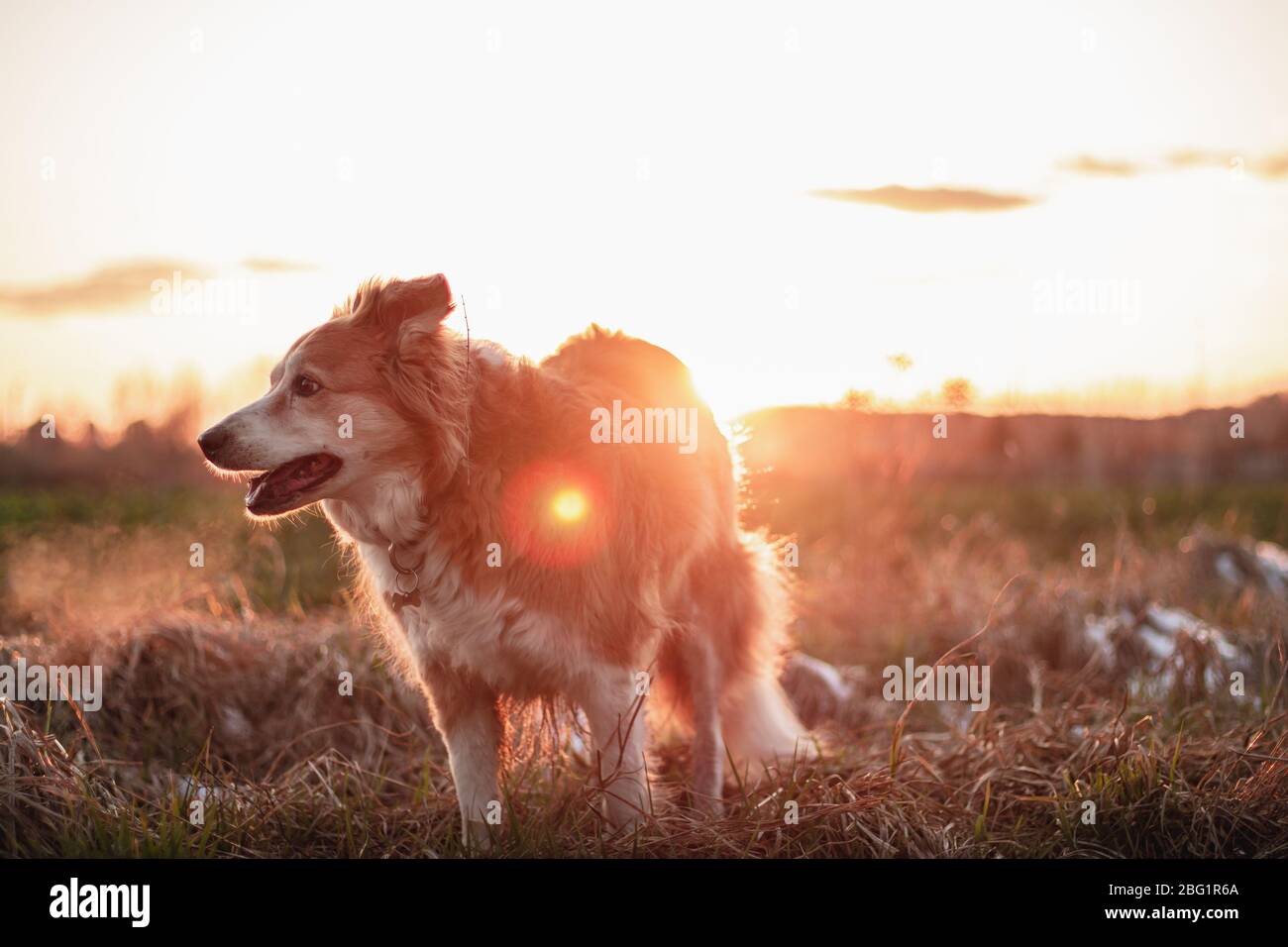brown border collie at sunset light Stock Photo - Alamy