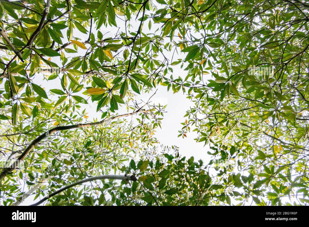 The mangrove tree canopy with the sky bakground wallpaper Stock Photo ...