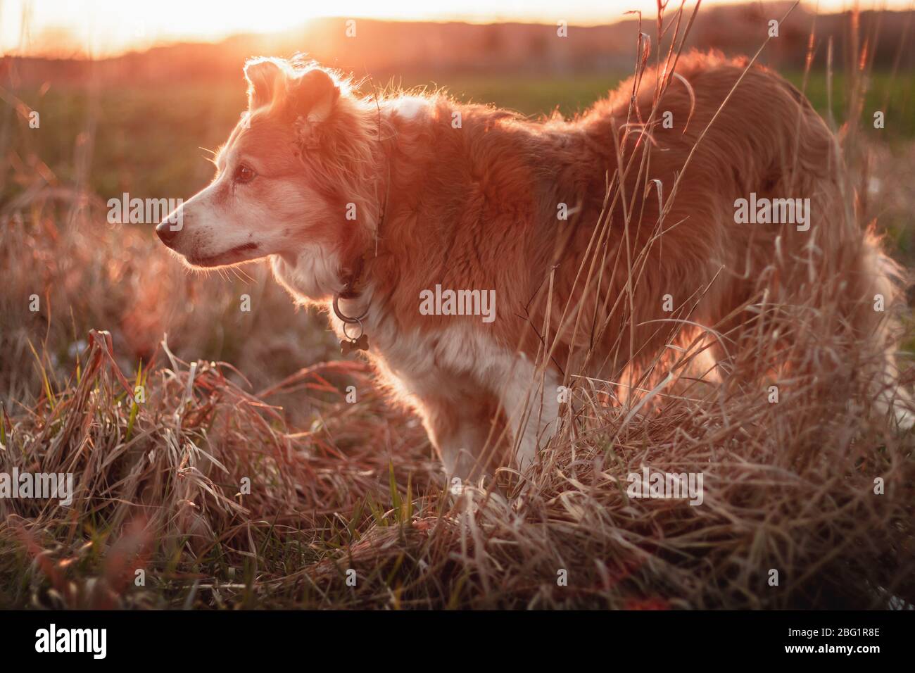 brown border collie at sunset light Stock Photo - Alamy