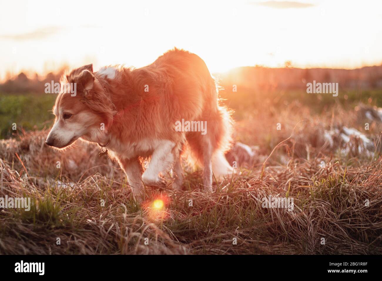 brown border collie at sunset light Stock Photo - Alamy