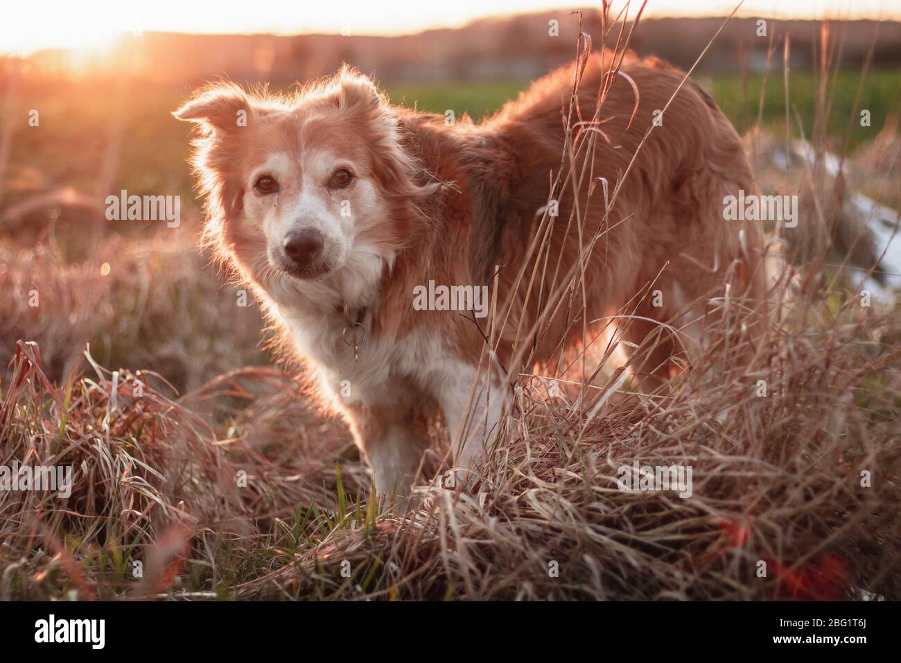 brown border collie at sunset light Stock Photo - Alamy