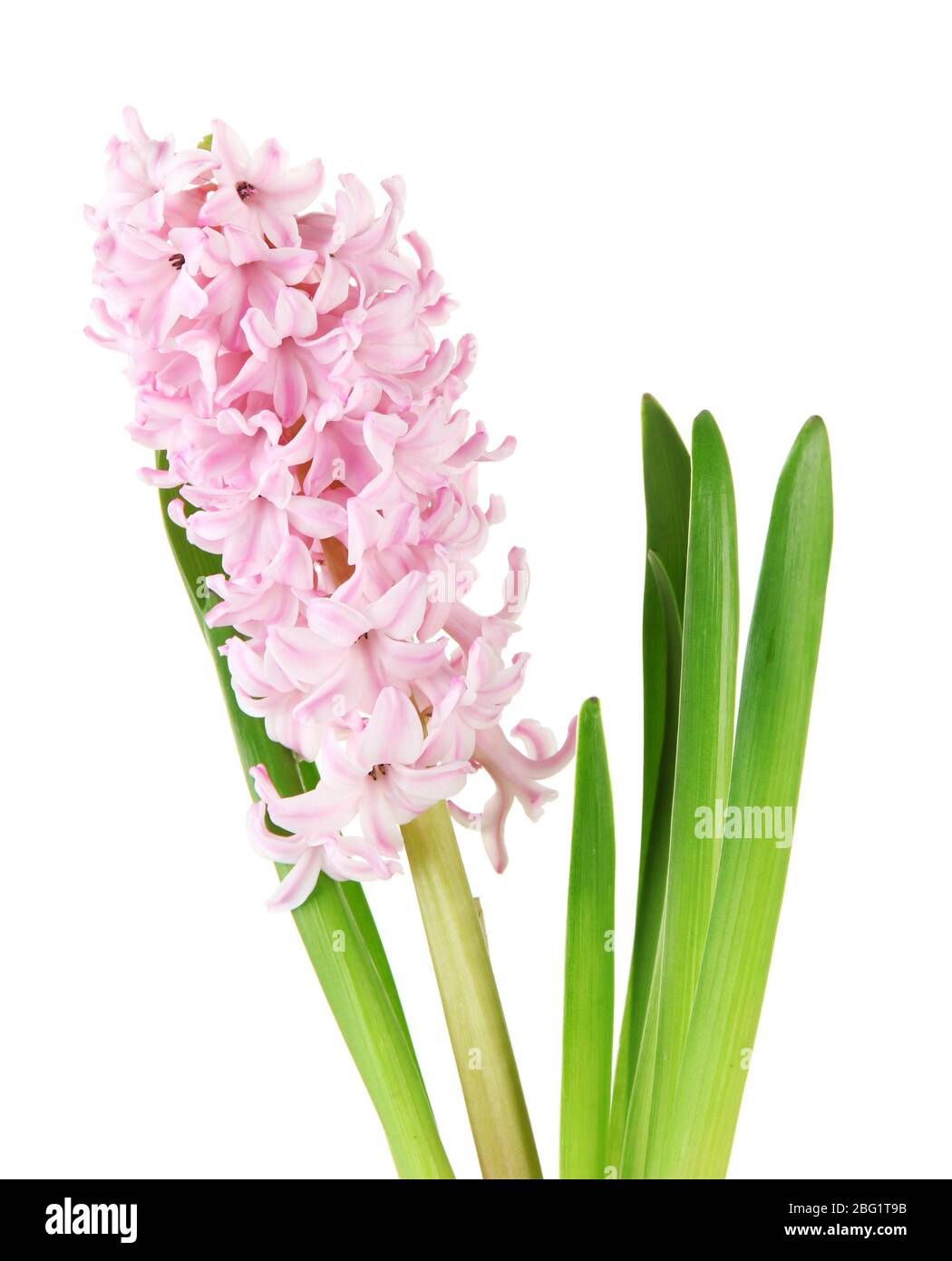 Beautiful hyacinth, isolated on white Stock Photo - Alamy