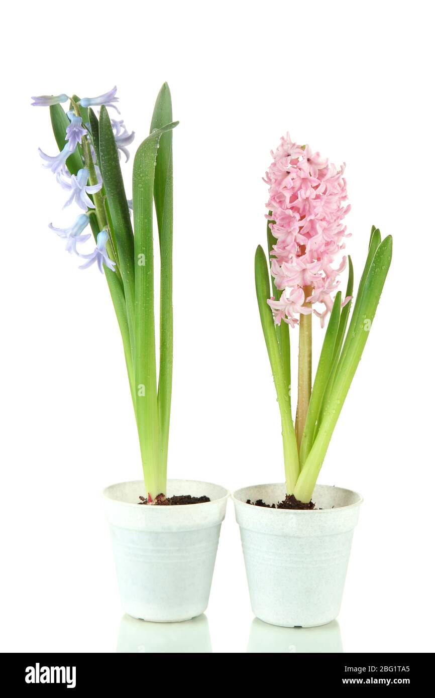 Pink hyacinths on white Cut Out Stock Images & Pictures - Alamy