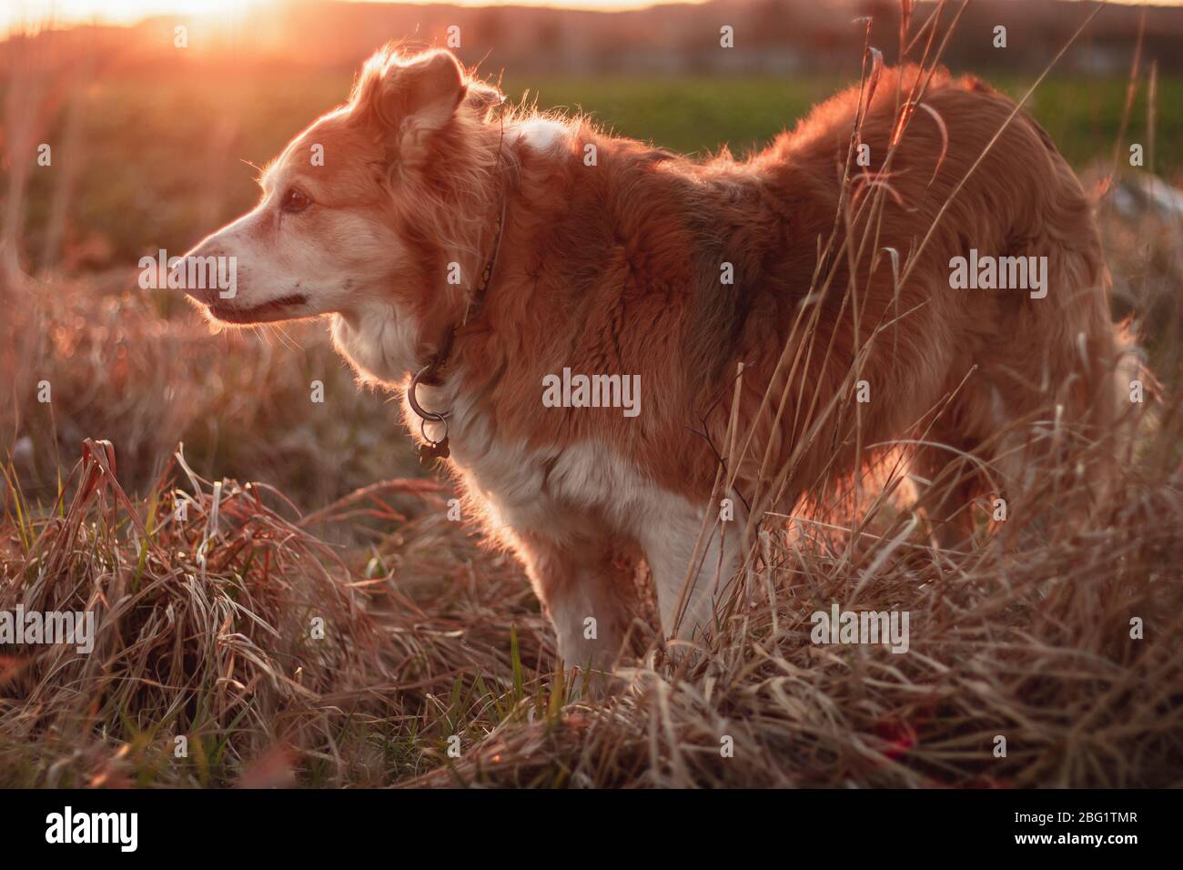 Wild landscape collie dog hi-res stock photography and images - Alamy