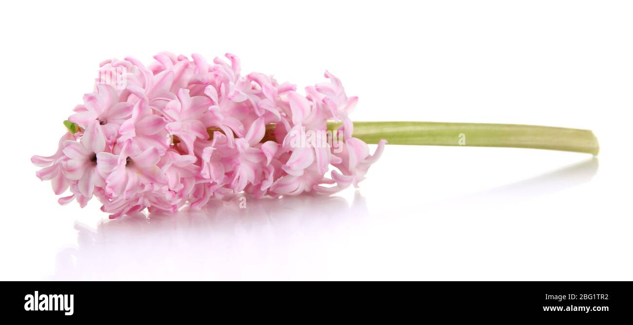 Beautiful hyacinth, isolated on white Stock Photo - Alamy
