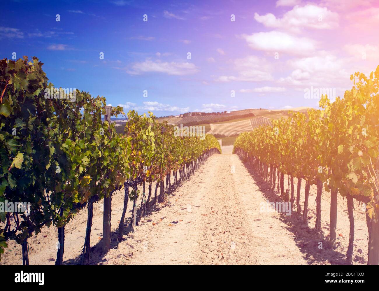 Beautiful sunset over Tuscan vineyards.Travel concept Stock Photo - Alamy