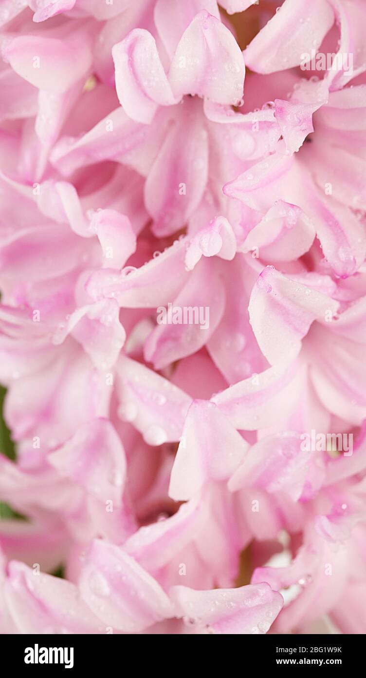 Beautiful hyacinth background Stock Photo - Alamy