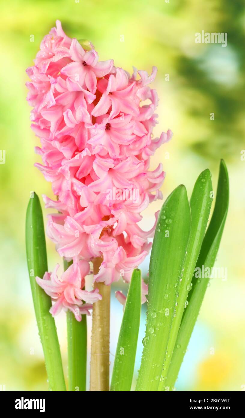 Beautiful hyacinth, on bright background Stock Photo - Alamy