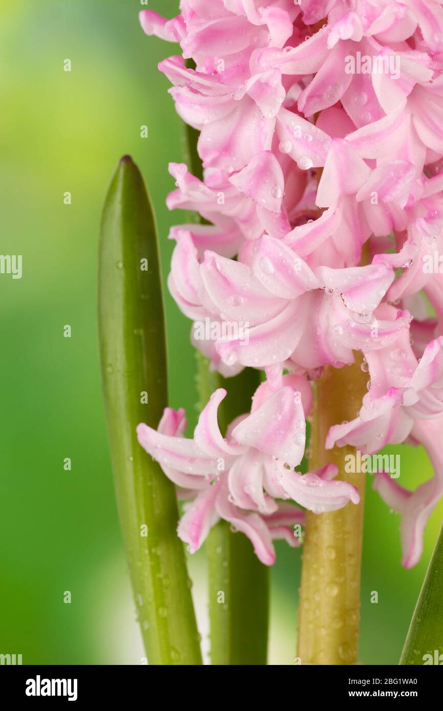 Beautiful hyacinth, on bright background Stock Photo - Alamy