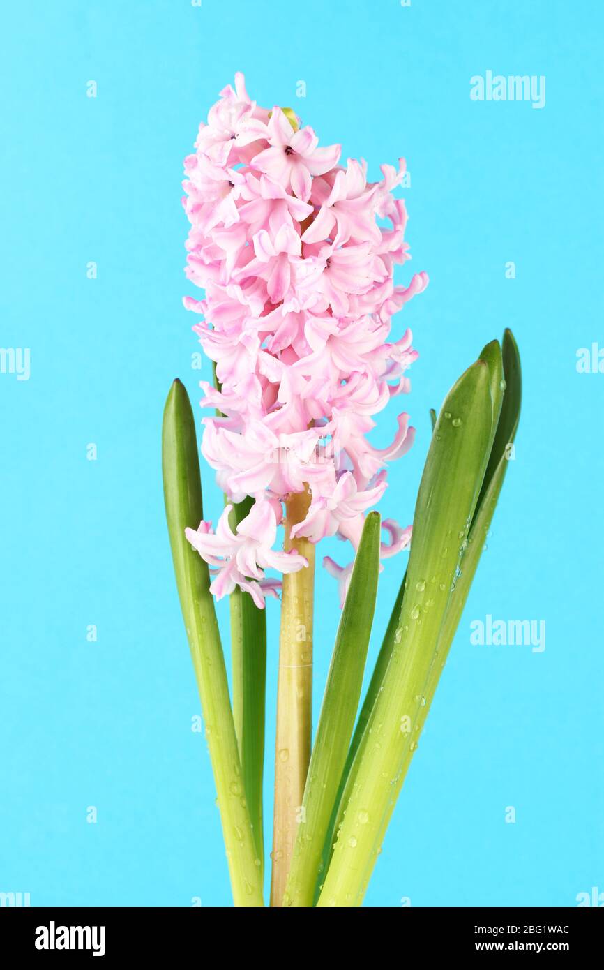 Beautiful hyacinth, on color background Stock Photo - Alamy