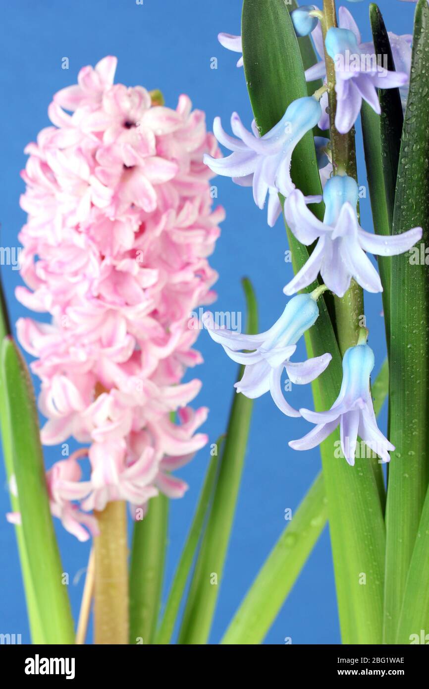 Beautiful hyacinths, on color background Stock Photo - Alamy