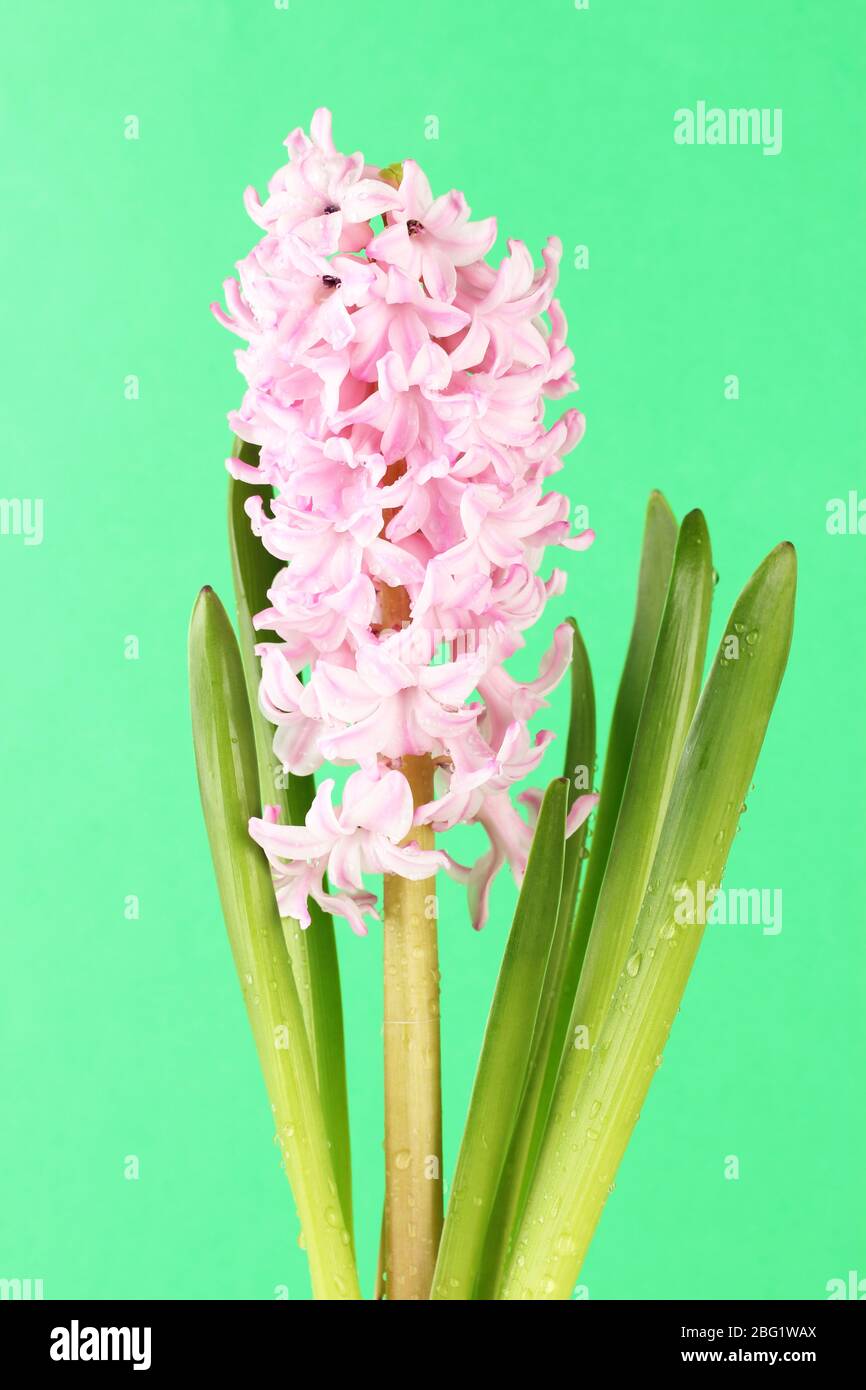 Beautiful hyacinth, on color background Stock Photo - Alamy