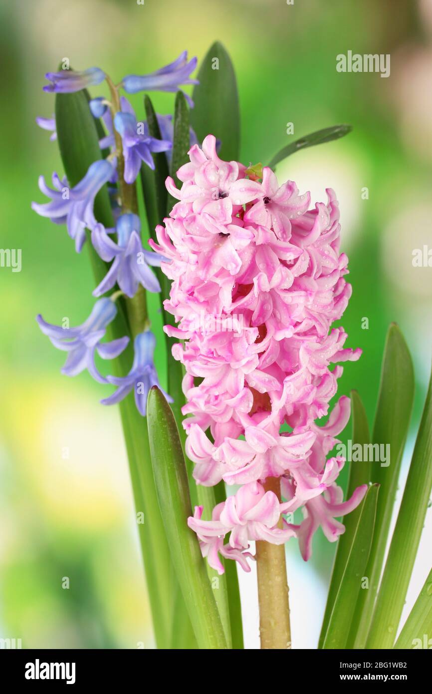 Beautiful hyacinths, on bright background Stock Photo - Alamy