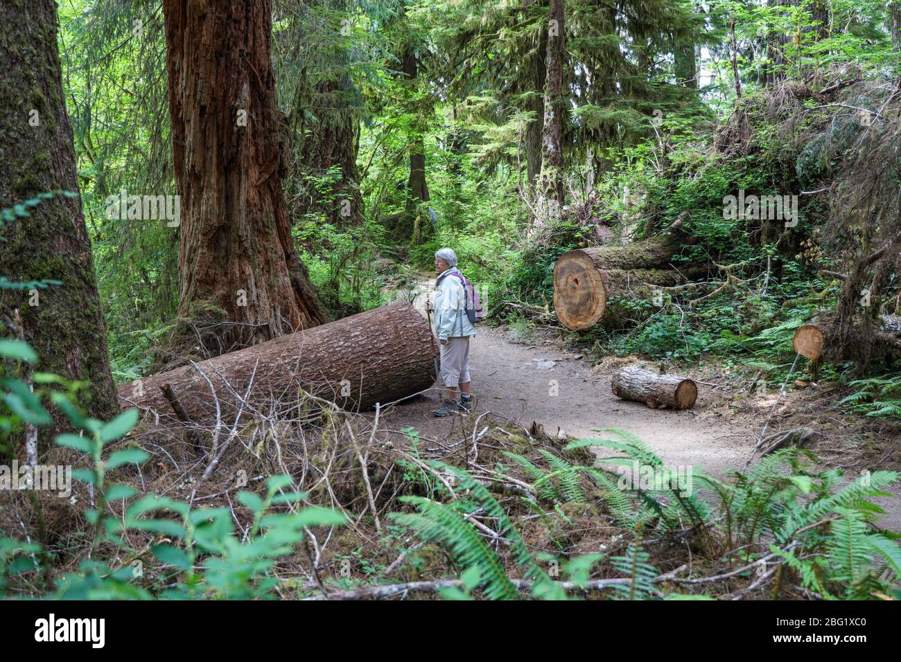 Tree rings count age tree hi-res stock photography and images - Alamy