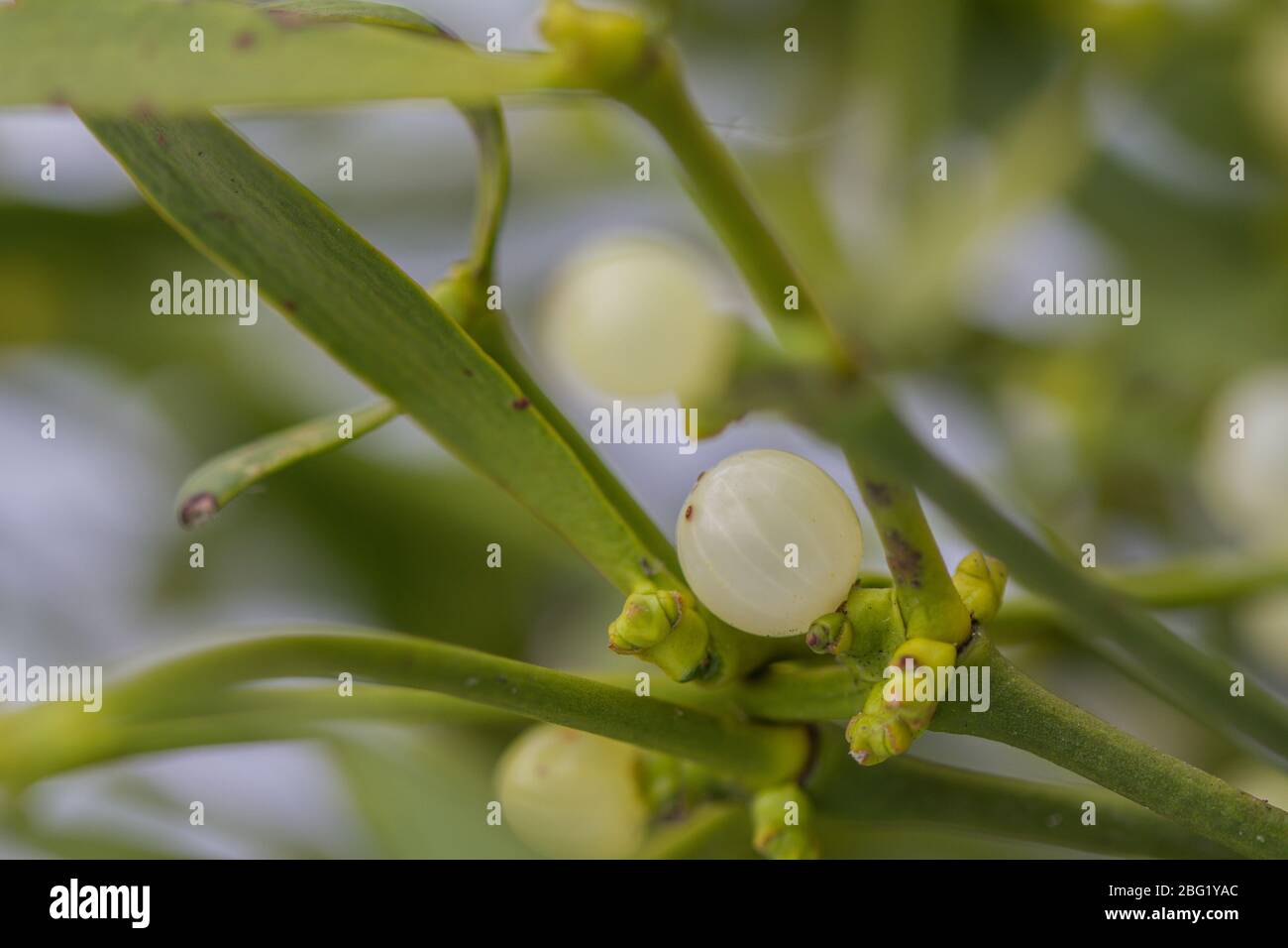 Close up mistletoe hi-res stock photography and images - Alamy