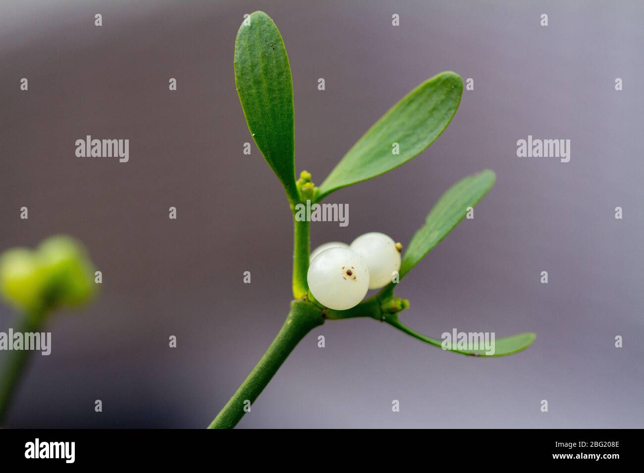 Summer mistletoe hi-res stock photography and images - Alamy