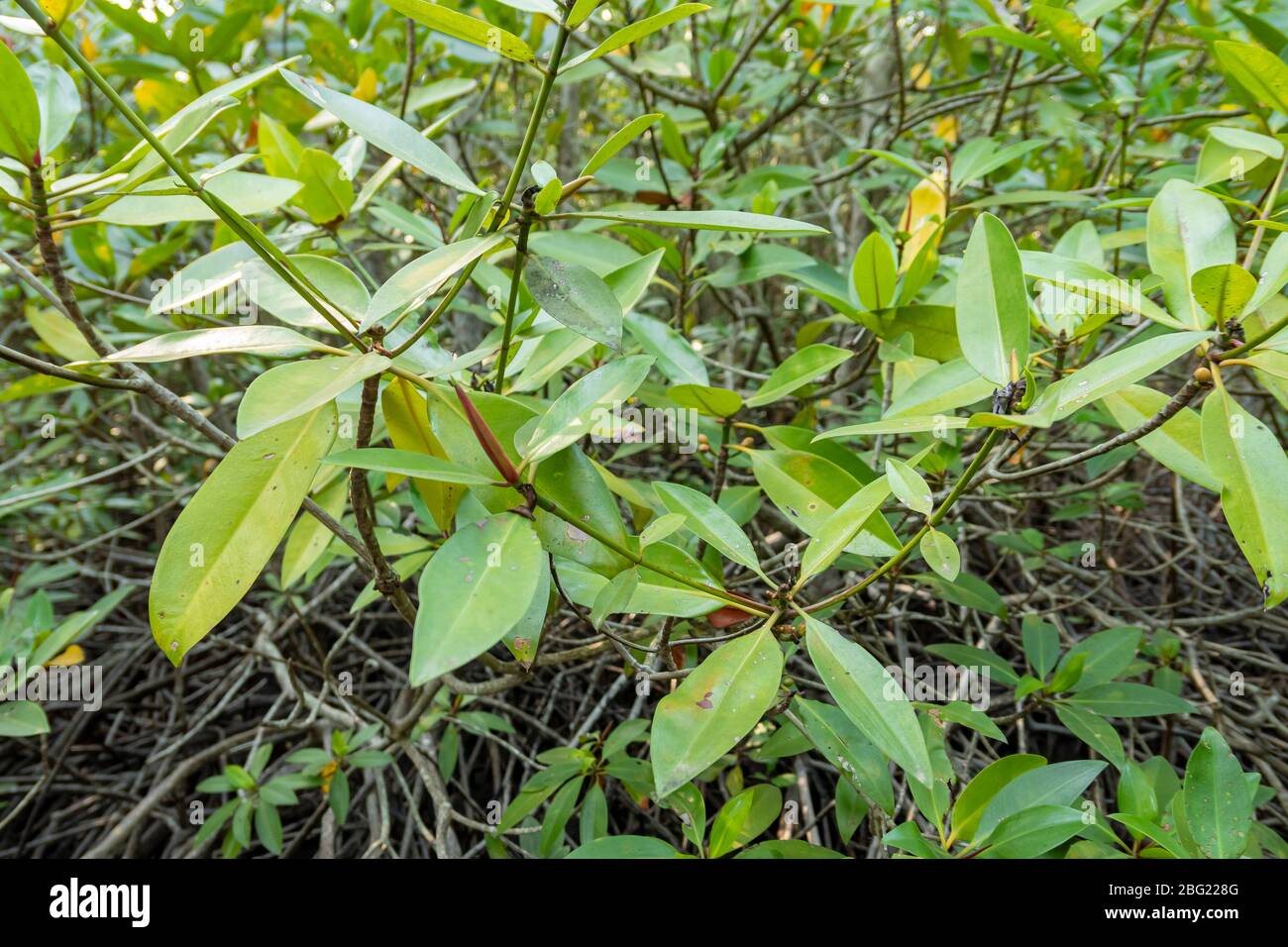 Mangrove leaves with entangled root background Stock Photo - Alamy