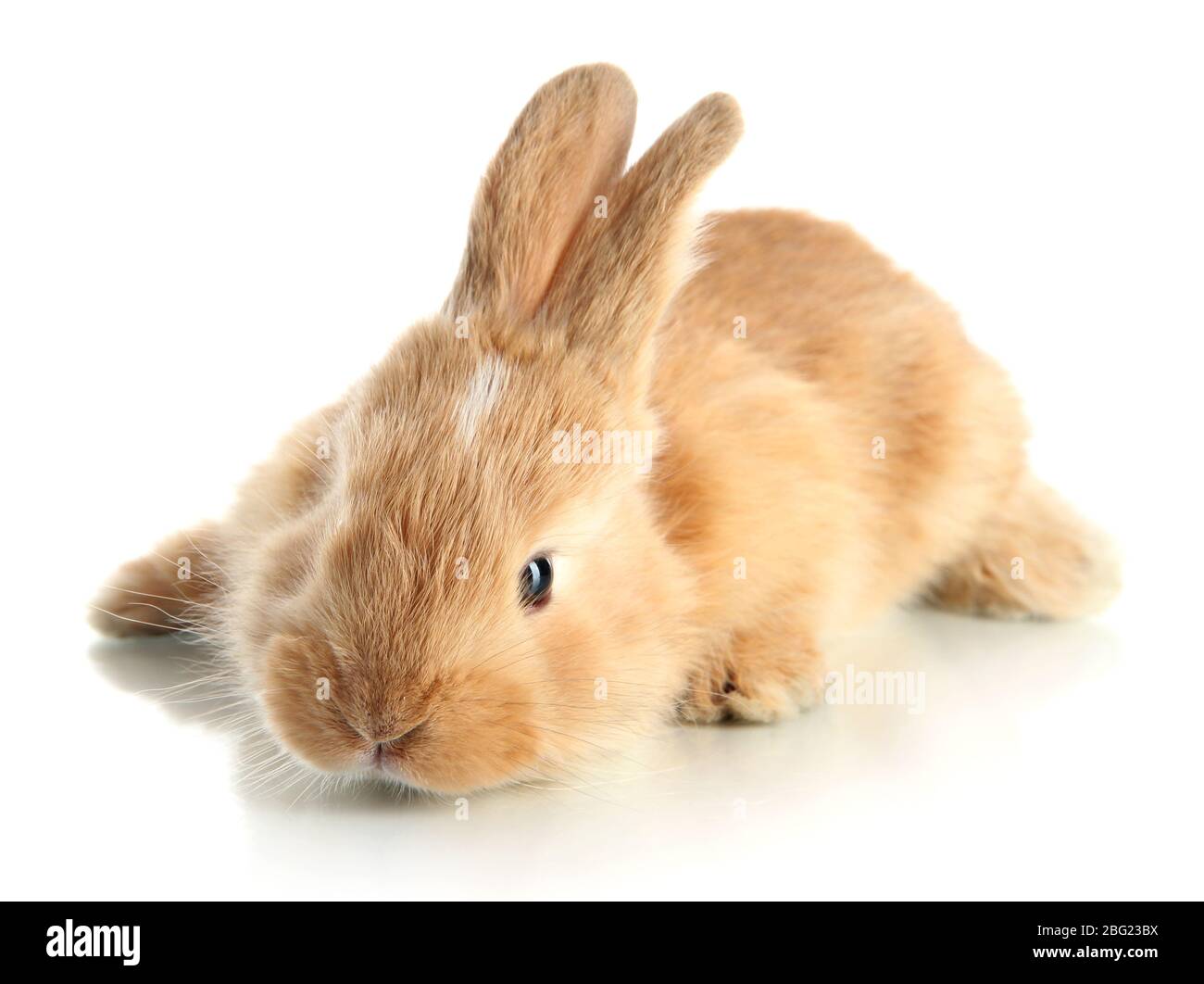 Fluffy foxy rabbit isolated on white Stock Photo - Alamy