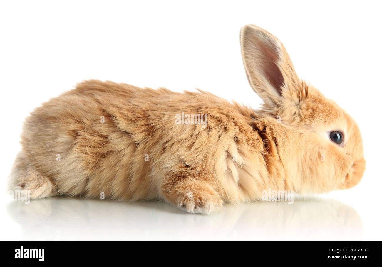 Fluffy foxy rabbit isolated on white Stock Photo - Alamy