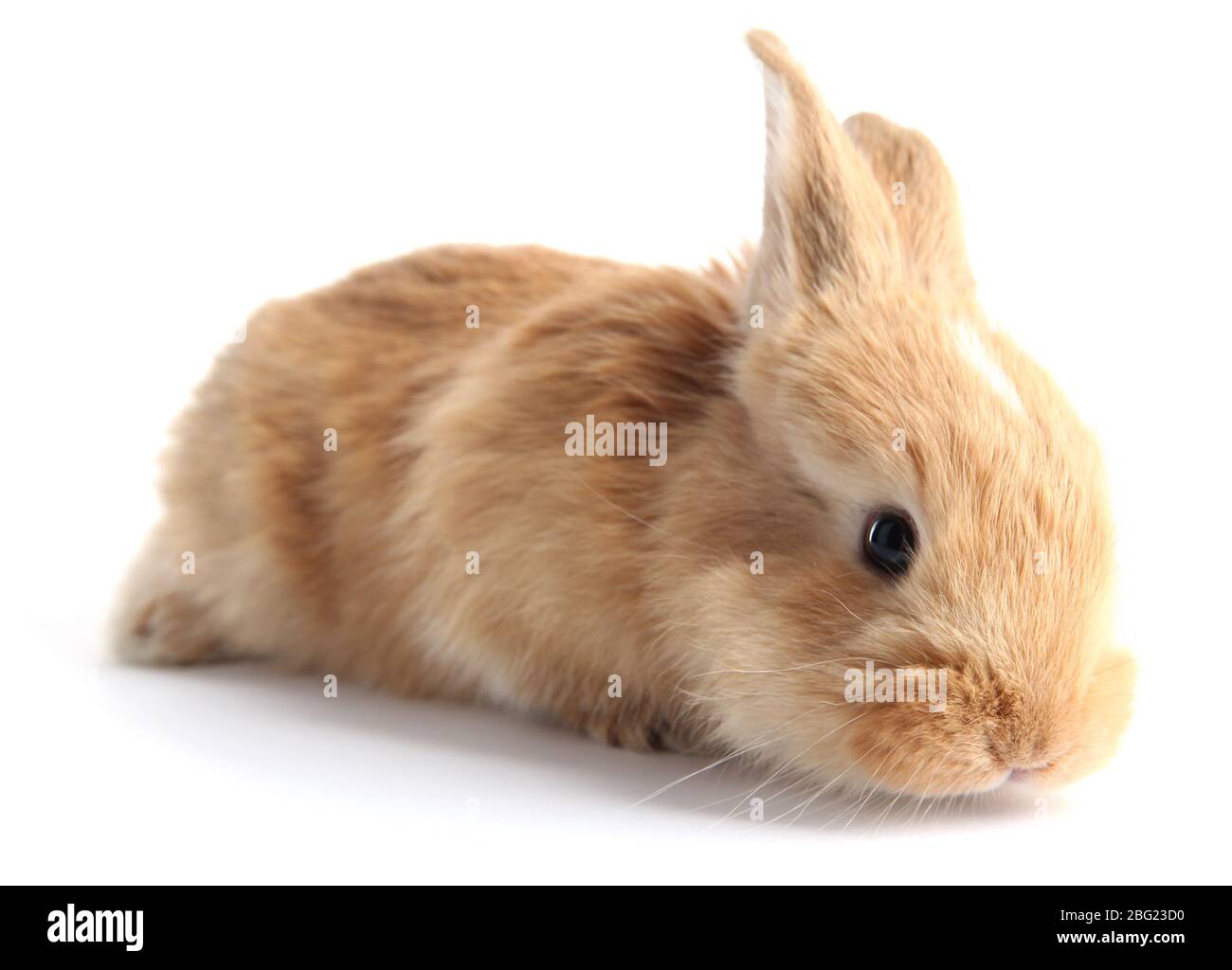 Fluffy foxy rabbit isolated on white Stock Photo - Alamy